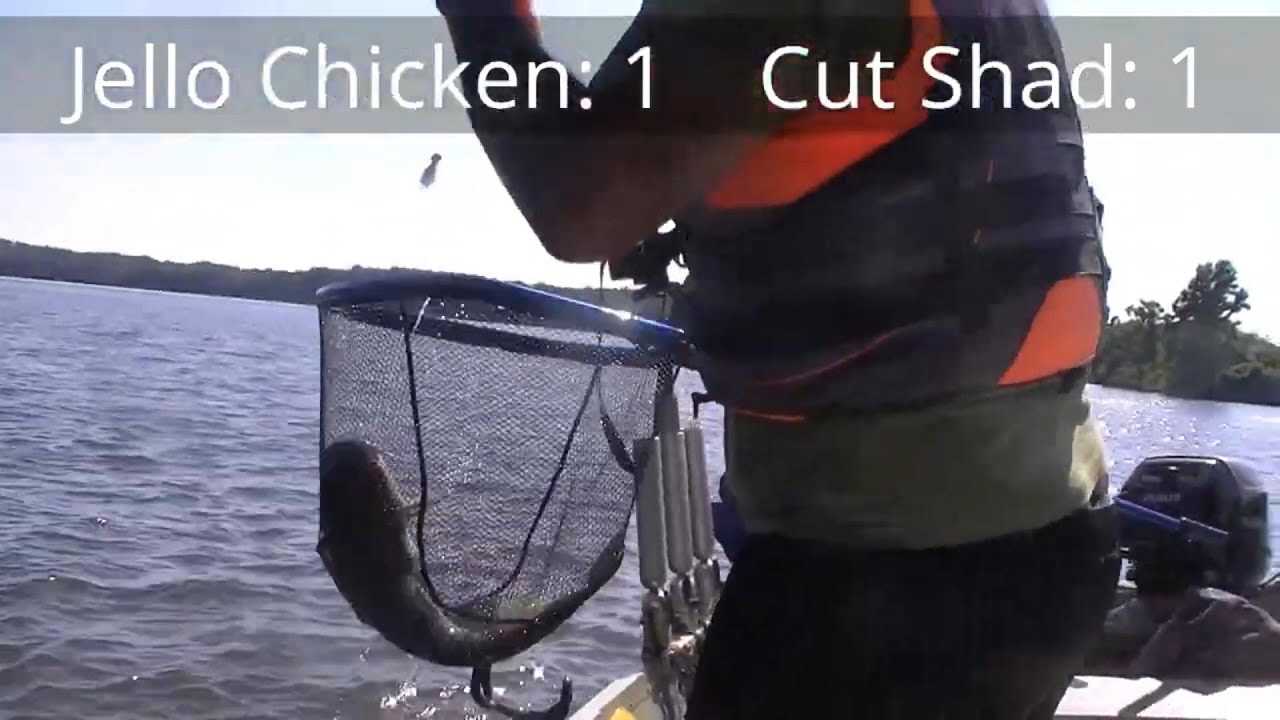 Catfish 101- Jello Chicken vs Cut Shad for Bait - YouTube