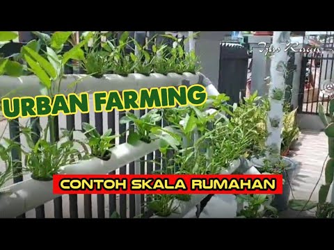 Contoh Jadi Praktik Urban Farming Skala Rumahan | Vlog - YouTube