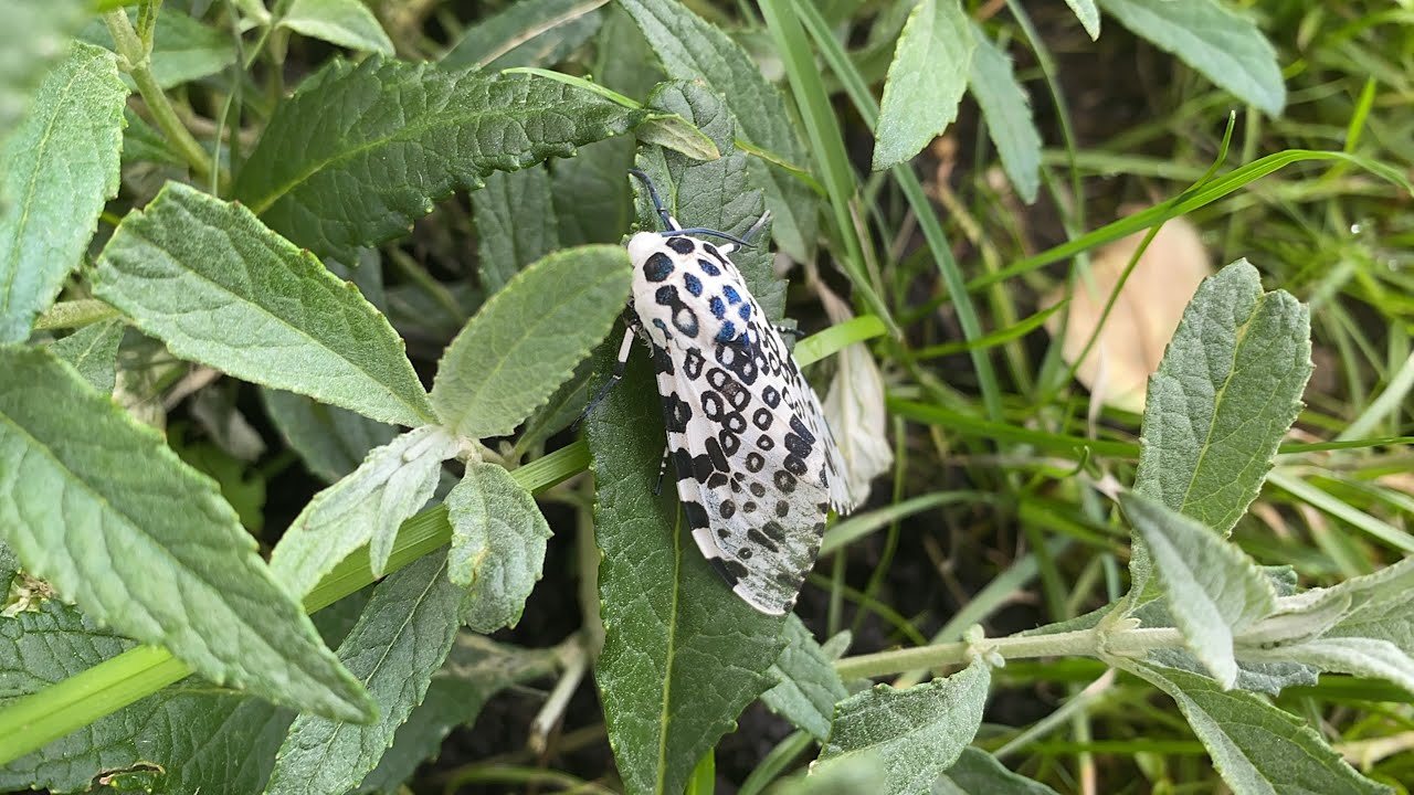 Rare Giant Leopard Moth Found In PA - Informational Video - YouTube