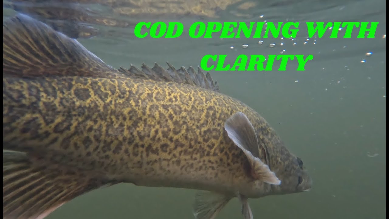 Murray Cod Opening with Clarity - YouTube