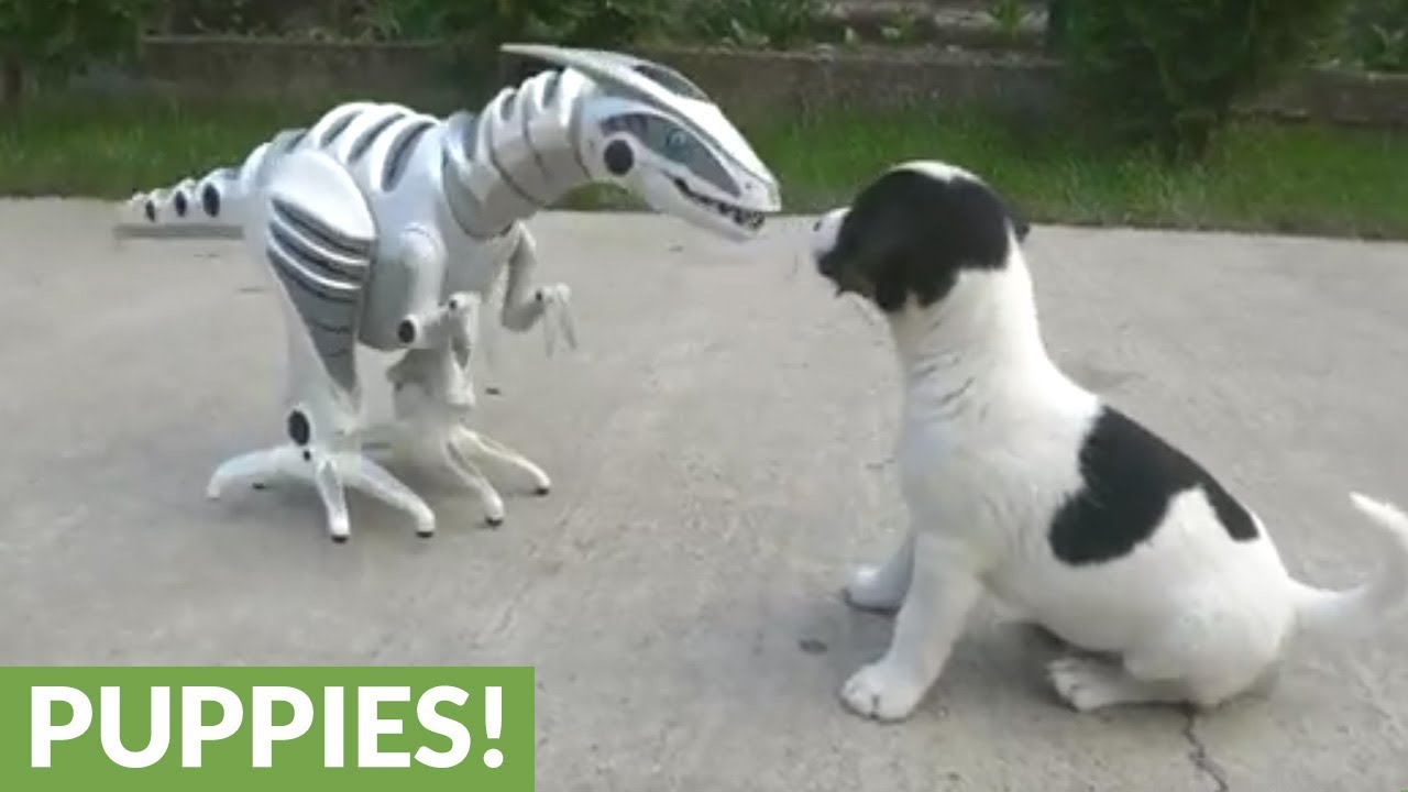 Fearless litter of puppies take on scary robot - YouTube