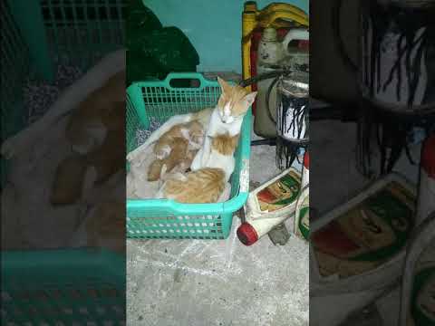 Ga ada otak,  uda gede masi juga netek..