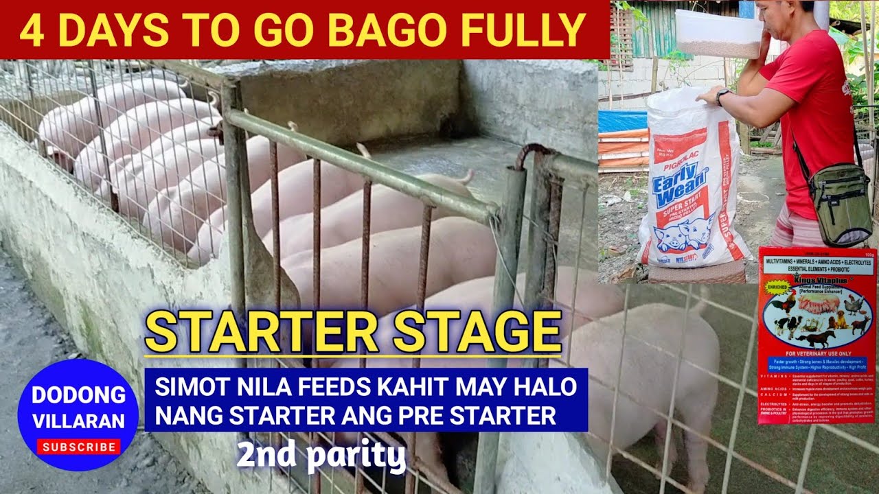 4 days to go bago fully Starter / 2nd parity / Dodong Villaran - YouTube
