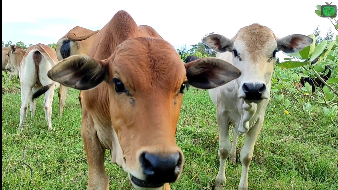 Anak Sapi Lembu Lucu dan Jinak Makan Rumput di Ladang - cara ...