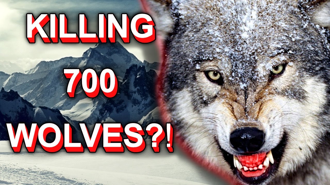 Killing 700 Wolves?! Idaho New Wolf Management Plan (Hunting/Wildlife ...