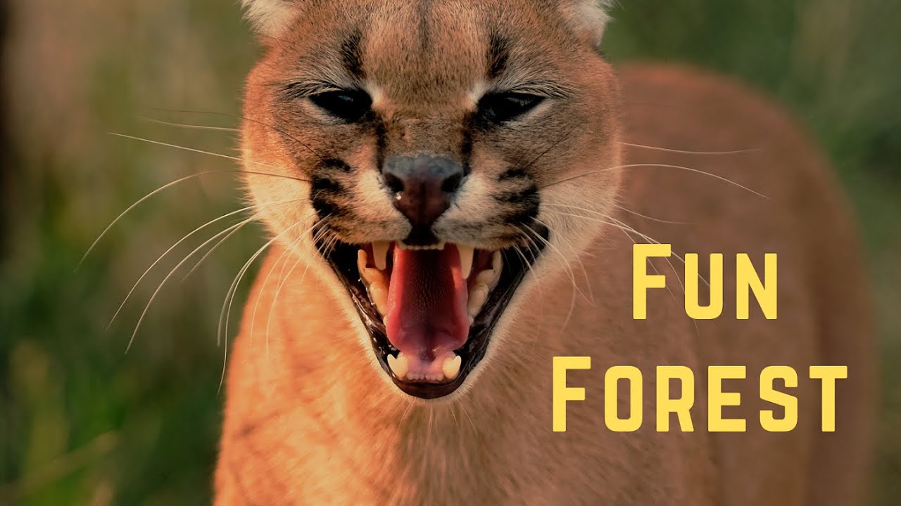 Fun Forest || Funny Animals with Hilarious Captions || Amazing Nature ...