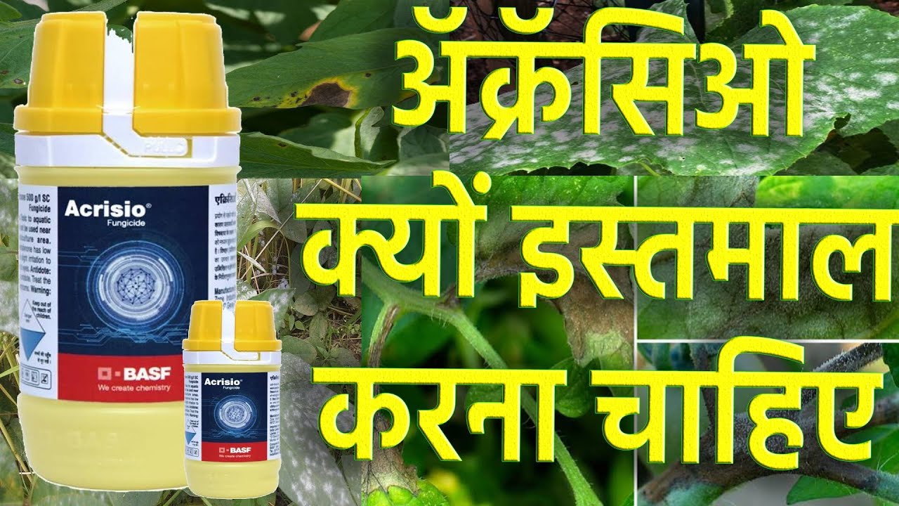BASF | Acrisio Fungicide | powdery mildew | #BASF - YouTube