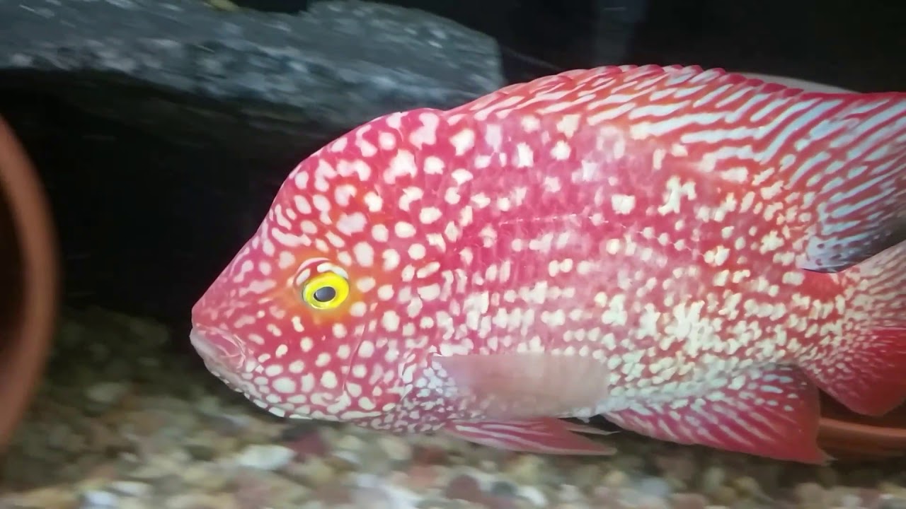 Super Red Texas Cichlid - YouTube