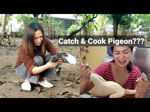 Slaughter a  Pigeon ???