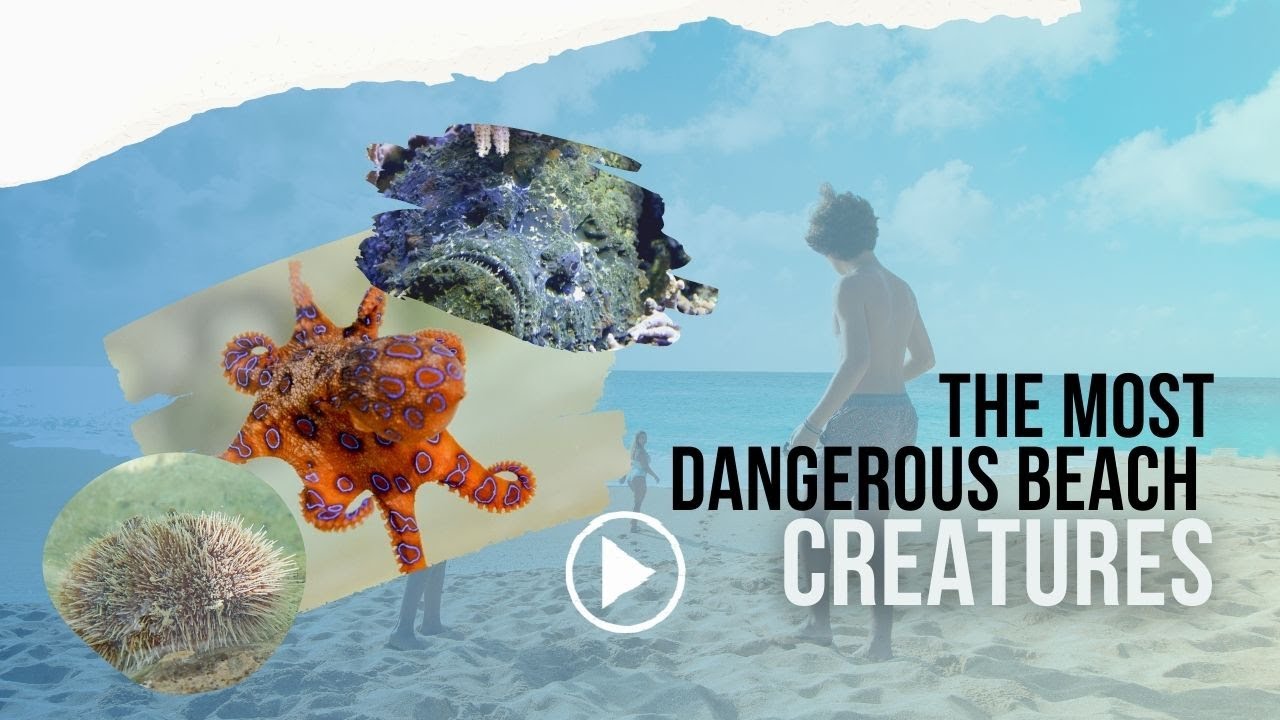 The Most Dangerous Beach Creatures - YouTube