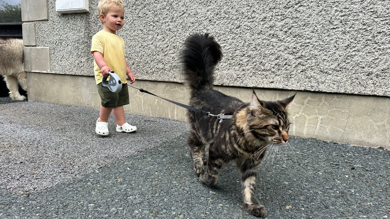 Adorable Baby Boy Walks His Cat! (Cutest Ever!!) - YouTube