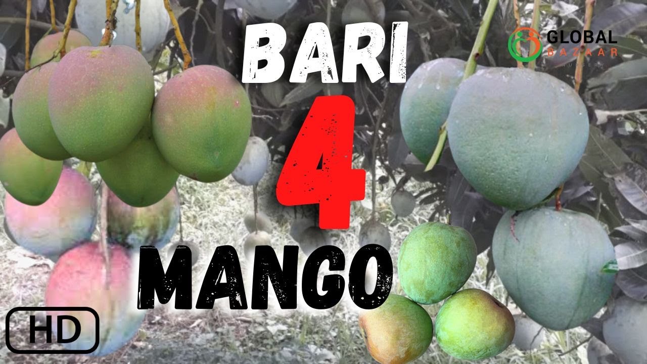 Bari Mango 4 | बैरी 4 मैंगो लेट वैरायटी |Know the taste of Bari-4 mango ...