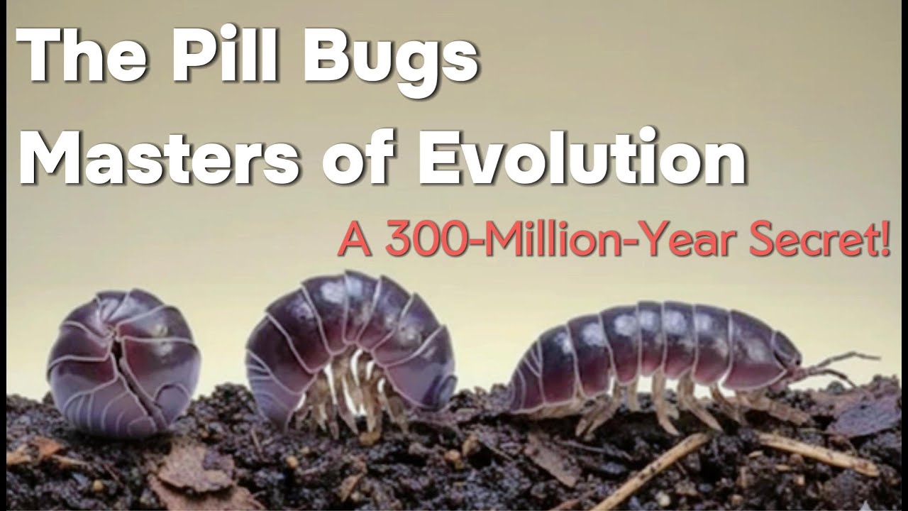 The Pill Bugs – Masters of Evolution - YouTube