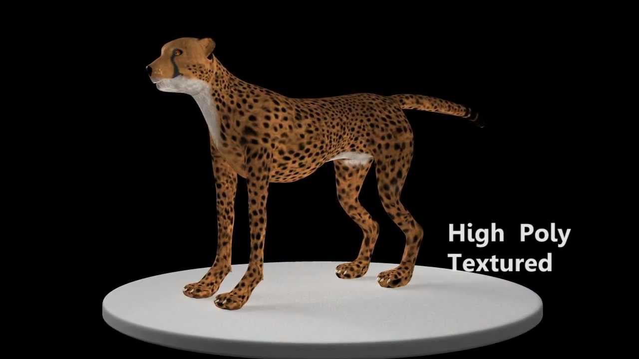 Cheetah Turn Around - YouTube