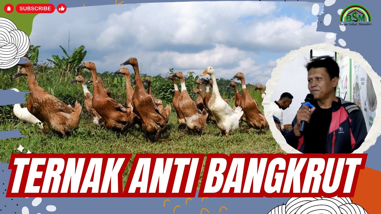 MANFAAT TERNAK BEBEK UNTUK TANAMAN PADI - YouTube