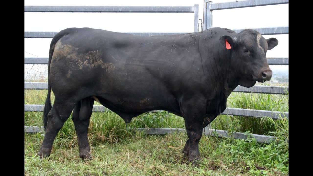 NT Senepols 2024 LOT 32 GODT20075 Namoona Tamworth Black Senegus Bull ...