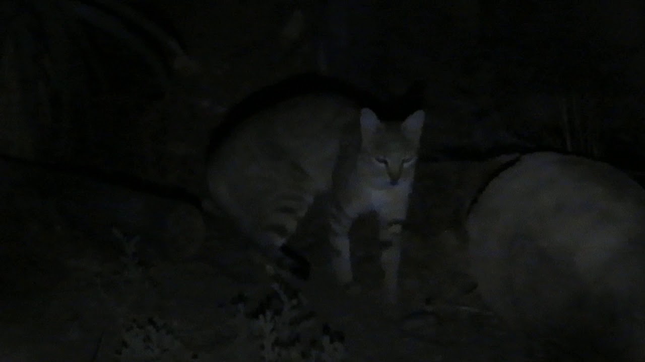 African wildcats active during the night - YouTube