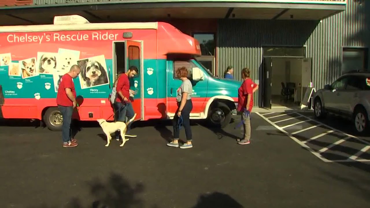 Texas rescue pets arrive in Seattle - YouTube