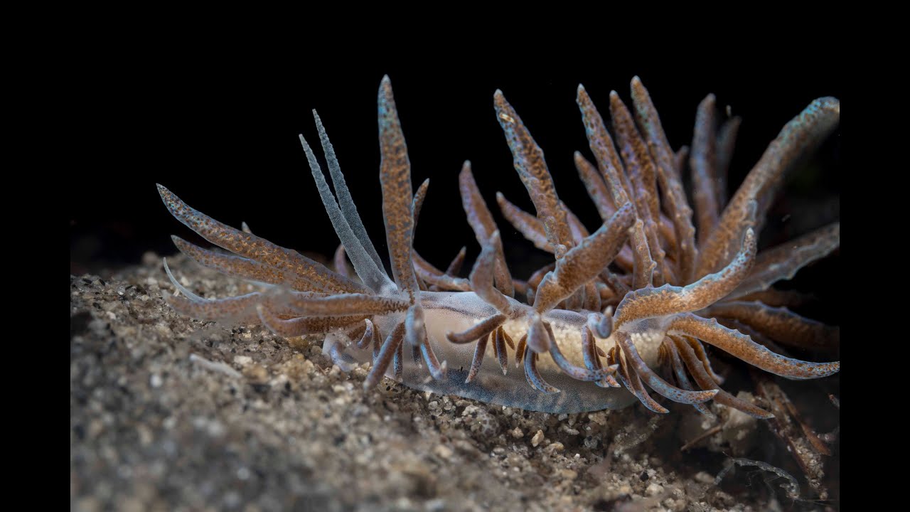 Phyllodesmium crypticum - YouTube