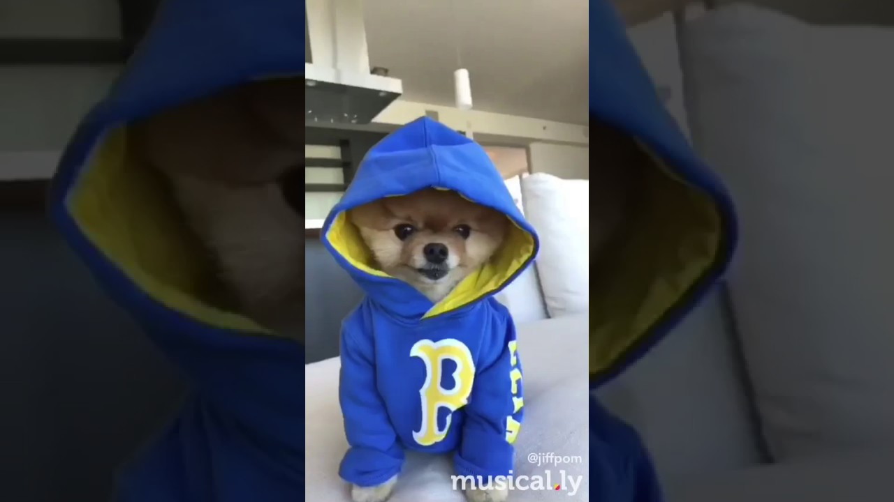 Jeff Pom so cute lol - YouTube