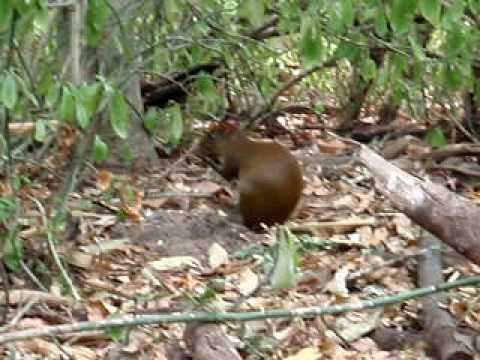 Honduras 2009 : Agoeti - YouTube