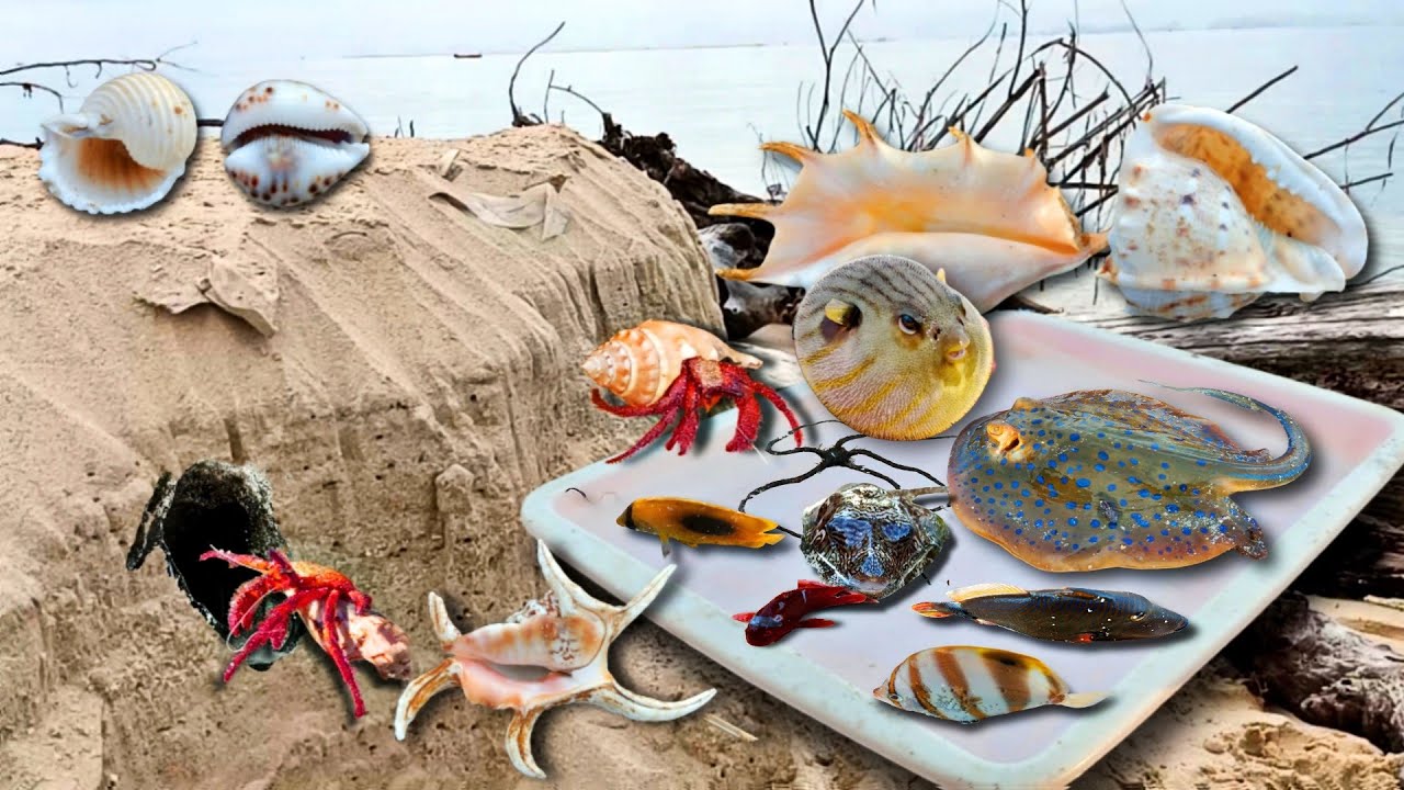 Found lots of puffer fish, hermit crabs, ornamental fish, nemo, grouper ...