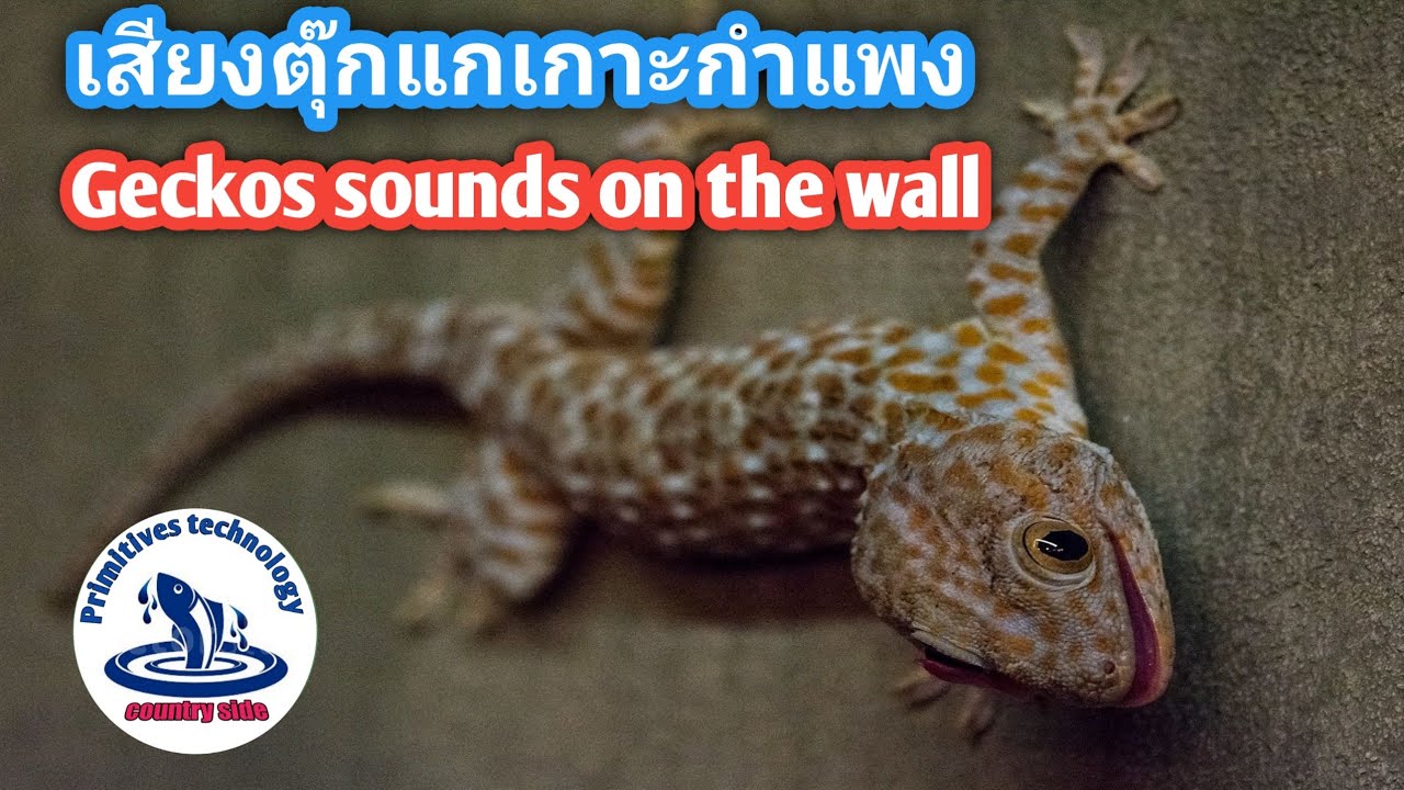 ตุ้กแก|เสียงตุ๊กแกร้อง|Gecko Sounds|Gecko Sound Effect|tokay gecko kêu ...
