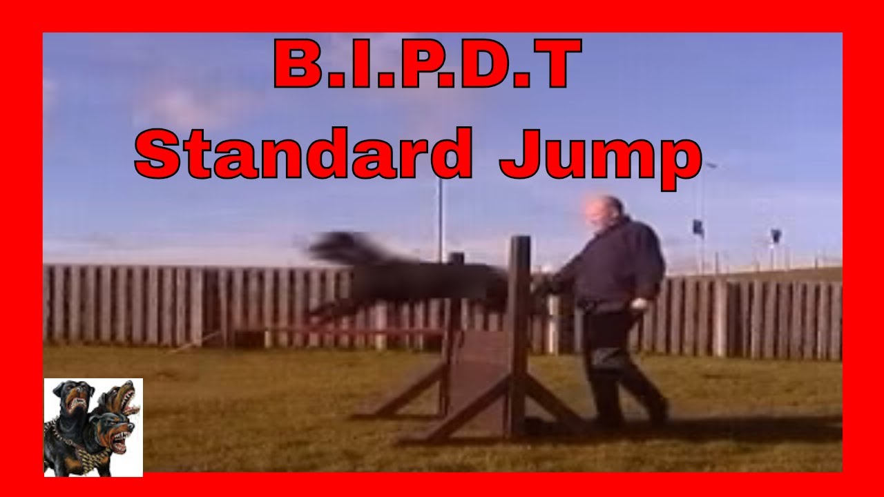 BIPDT standard jump, with Rottweiler Chief. - YouTube