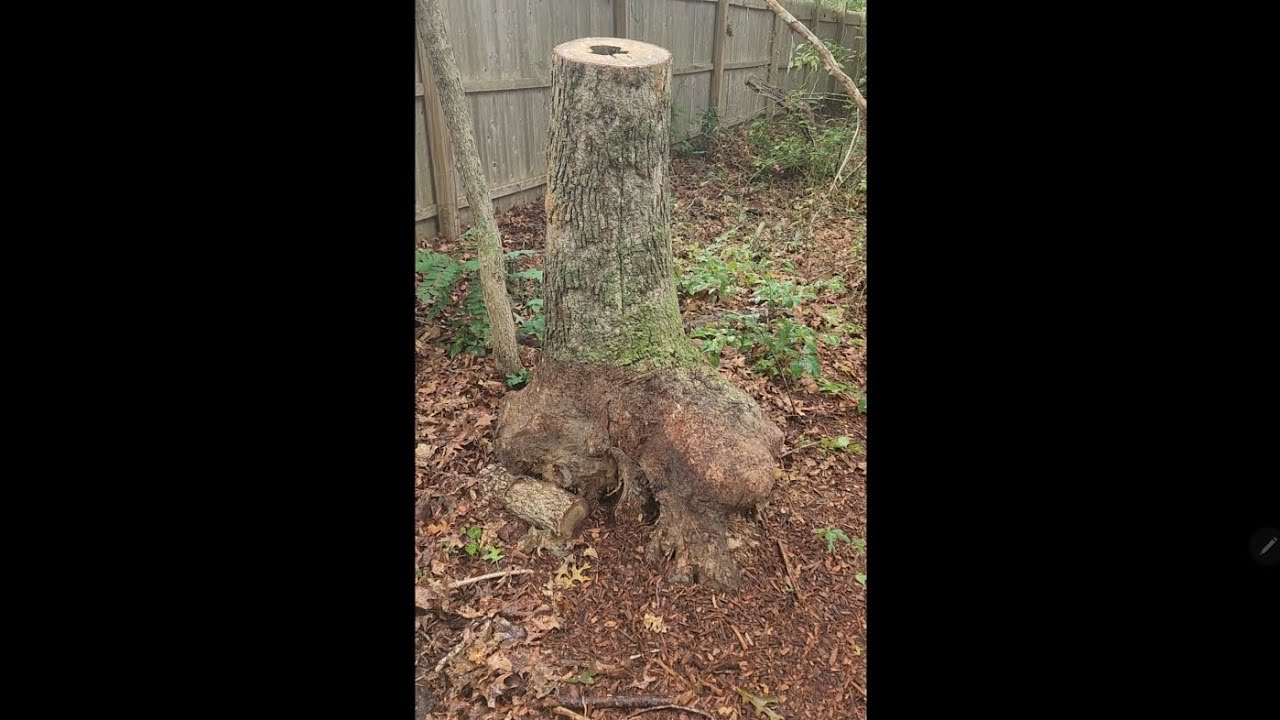 Don't throw out your dead or damaged tree stumps dig em up their art ...