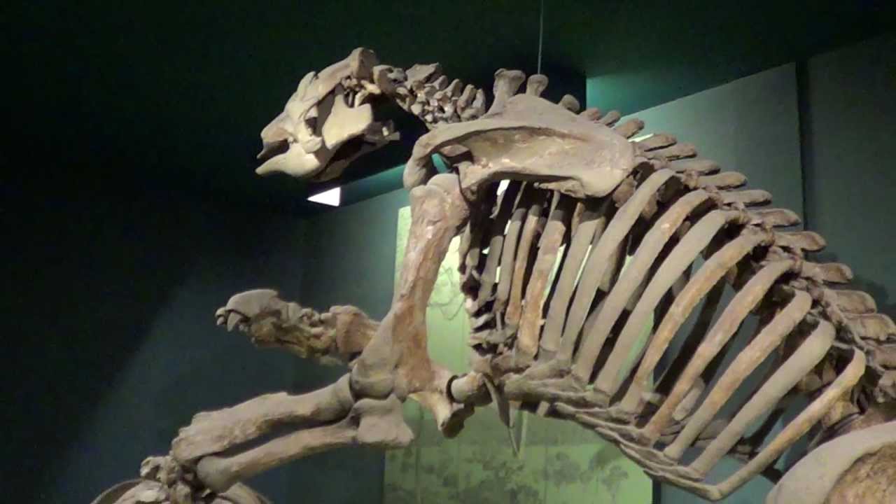 Giant Sloth at the Smithsonian - YouTube