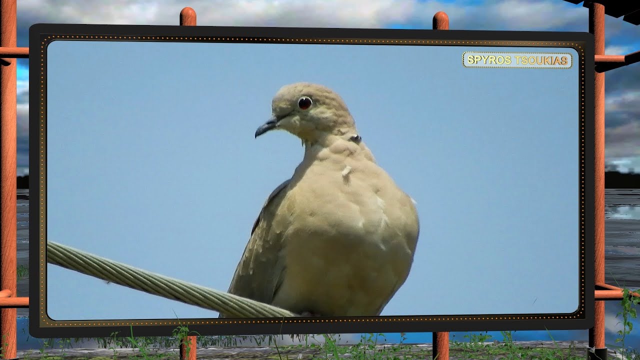 Δεκαοχτούρα - Αηδόνια Κελάηδημα - Eurasian collared dove and ...