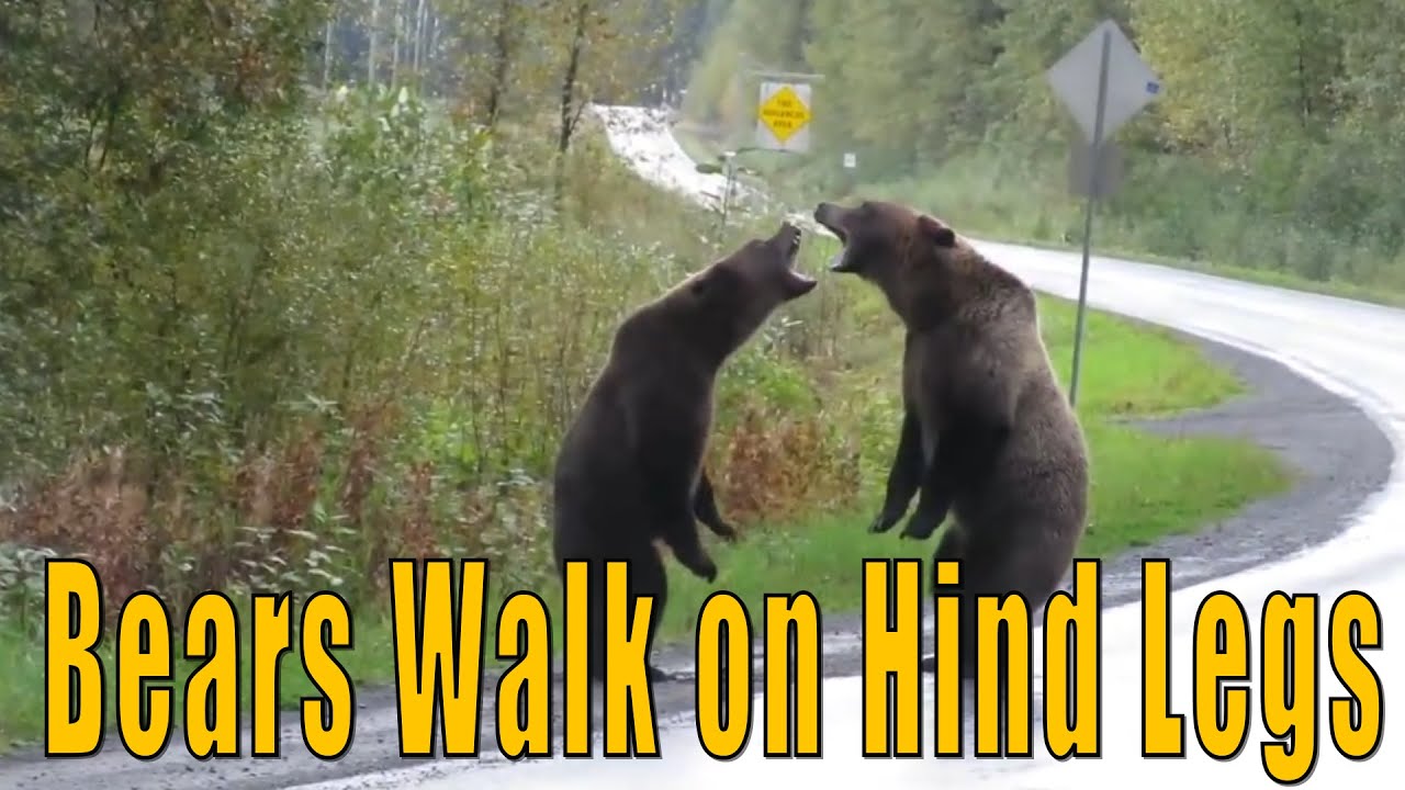 【Camojojo】Bear Walks Upright Like a Human - Real Bigfoot? - YouTube