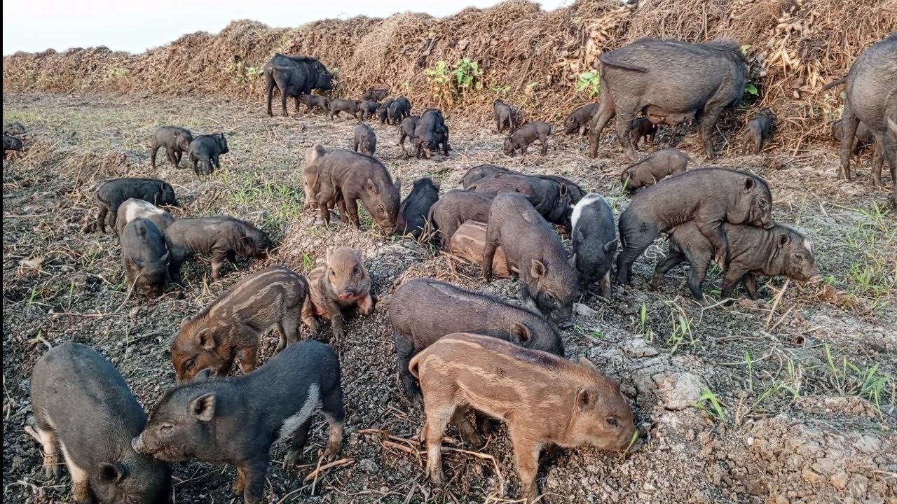 Piglets animals farm - YouTube