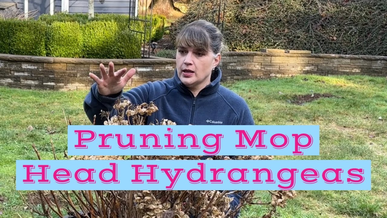 Pruning Mop Head Hydrangeas - YouTube