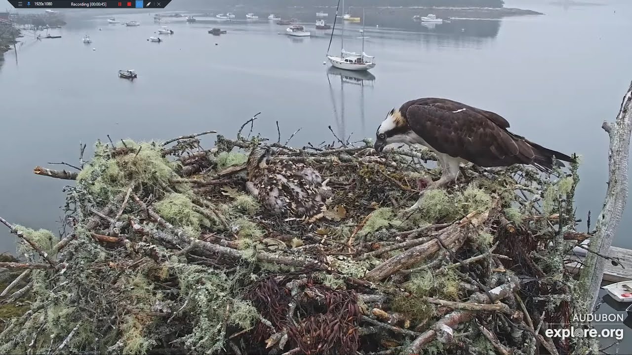 Skipper isn't interested in the 4th Fish: a Mackerel - Audubon Boathouse Nest/explore.org 2023 ...