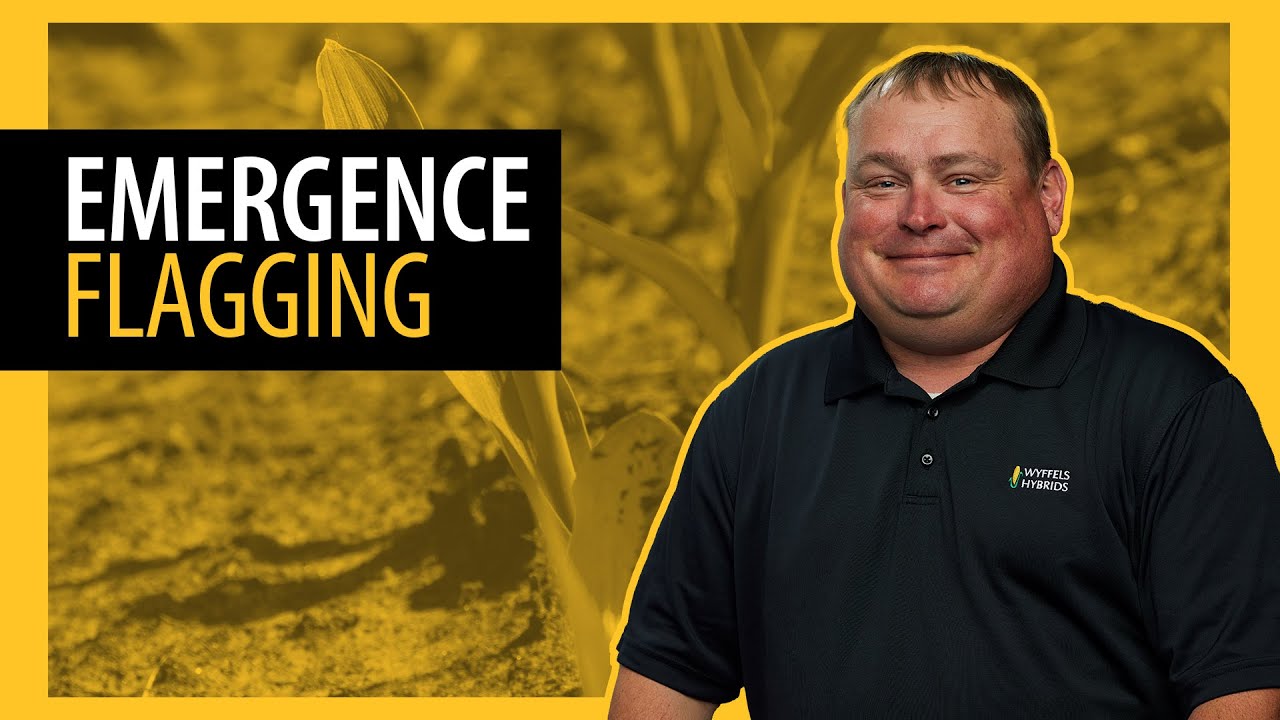 How To: Corn Emergence Flagging - YouTube