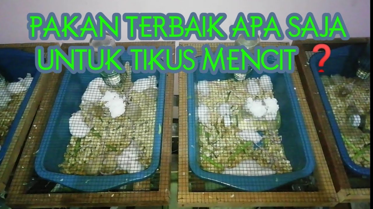 PAKAN TERBAIK APA SAJA UNTUK TIKUS MENCIT - YouTube