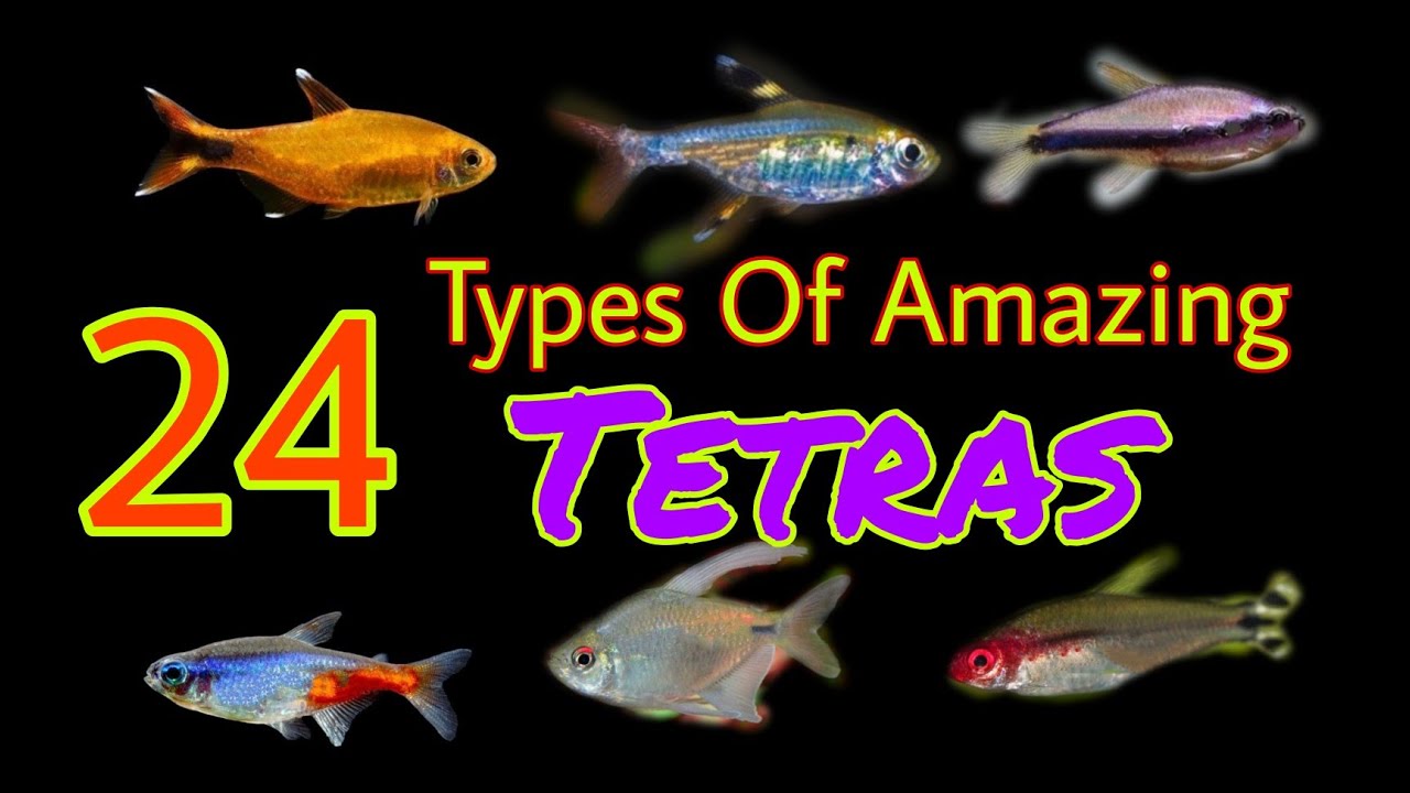 24 Different Types Of Tetra Fish - YouTube