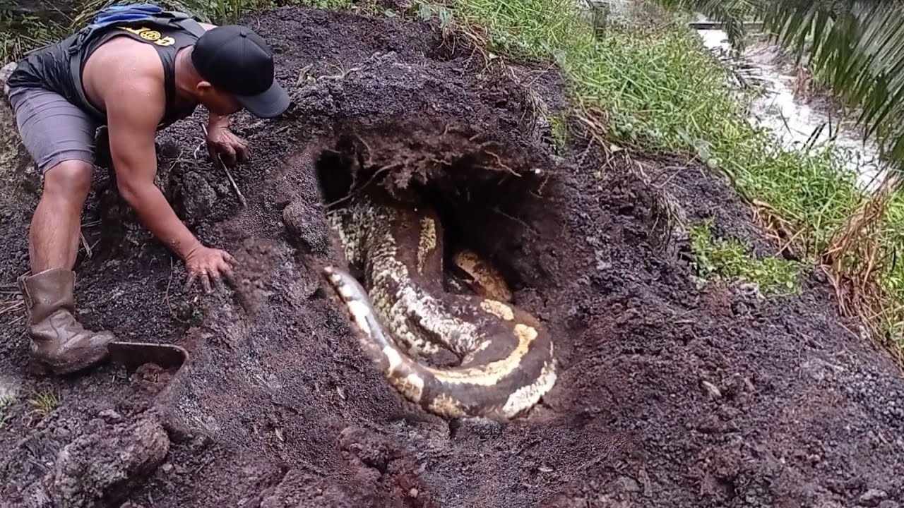 PENEMUAN ULAR PYTHON BUNTET RAKSASA DI DALAM LUBANG | MANDA PETUALANG ...