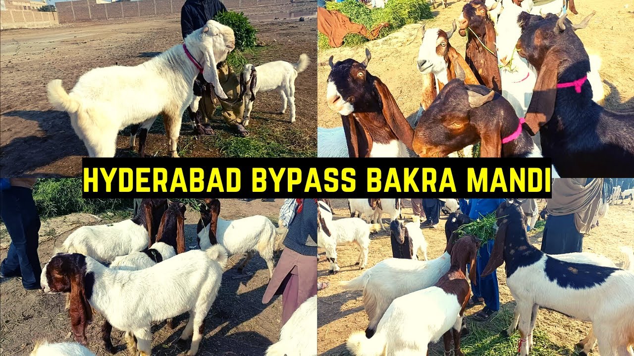 Hyderabad Bakra Mandi | Bakra Mandi 2023 | Hyderabad Bypass Mandi ...
