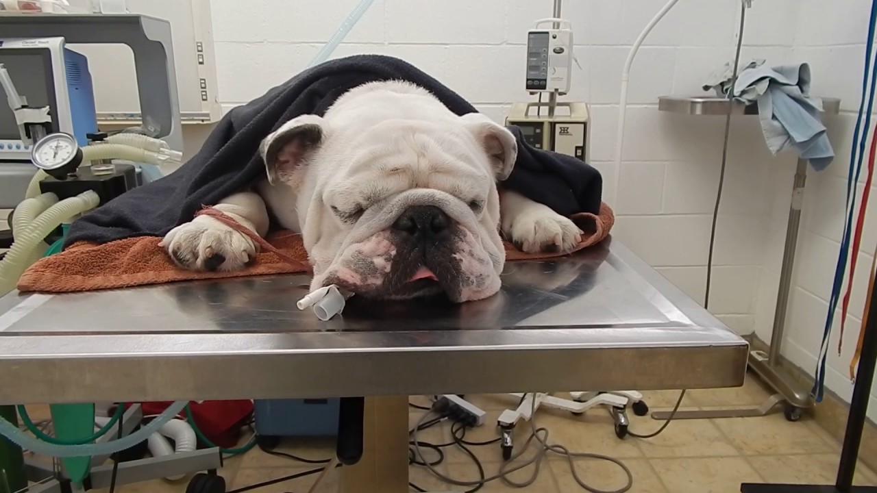 Dr. Kraemer Vet4Bulldog bulldog post anesthesia before extubation - YouTube