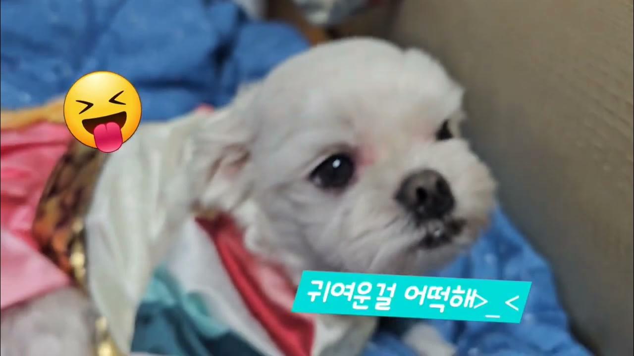 설날한복 강아지♡ Youtube