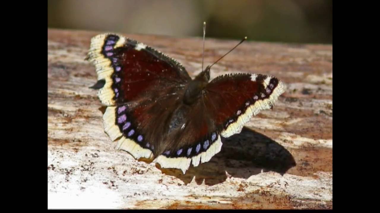 Nymphalis antiopa - YouTube