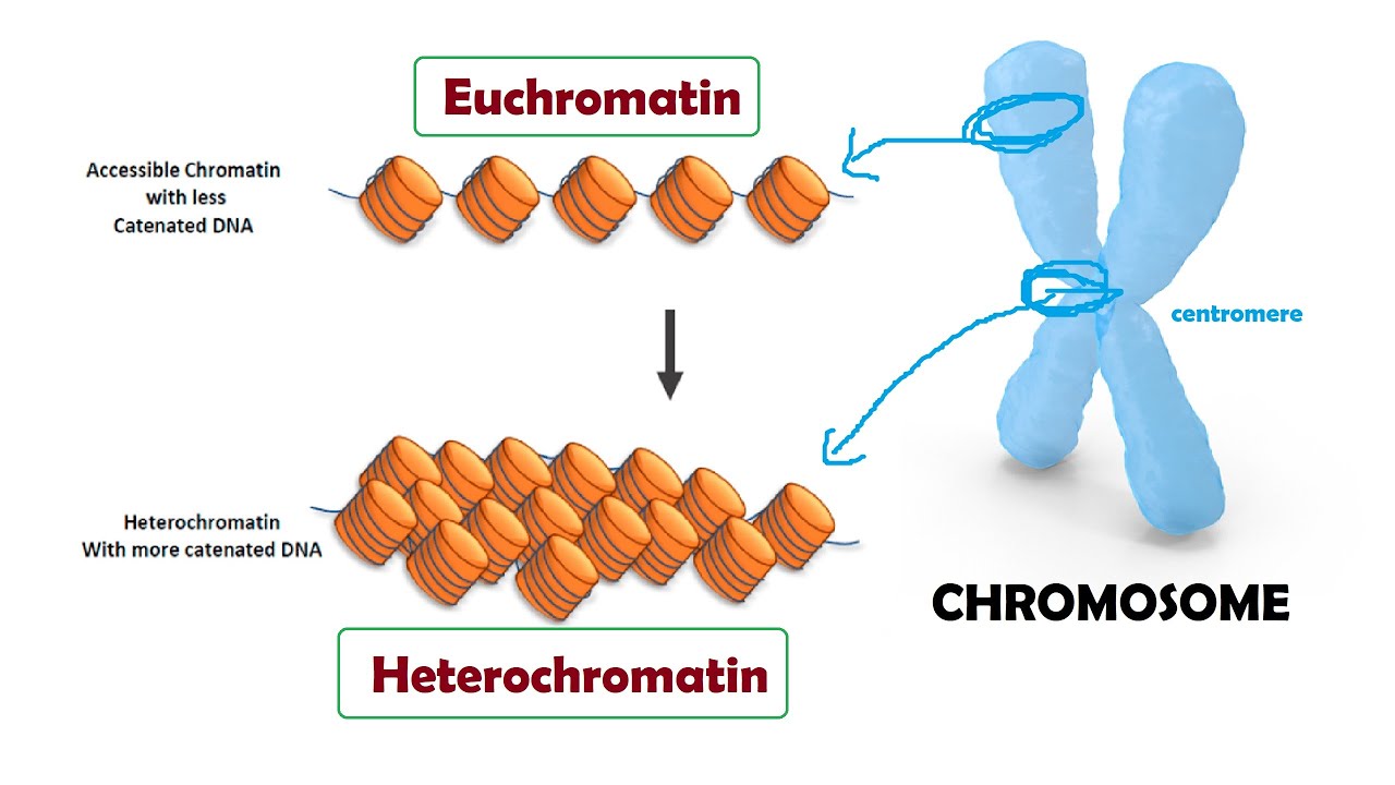 What is Euchromatin and Heterochromatin || Cell Biology || Central ...
