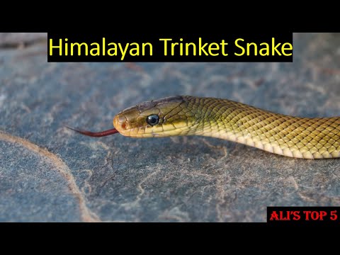 Ali's Top 5 - Himalayan Trinket Snake Facts - YouTube