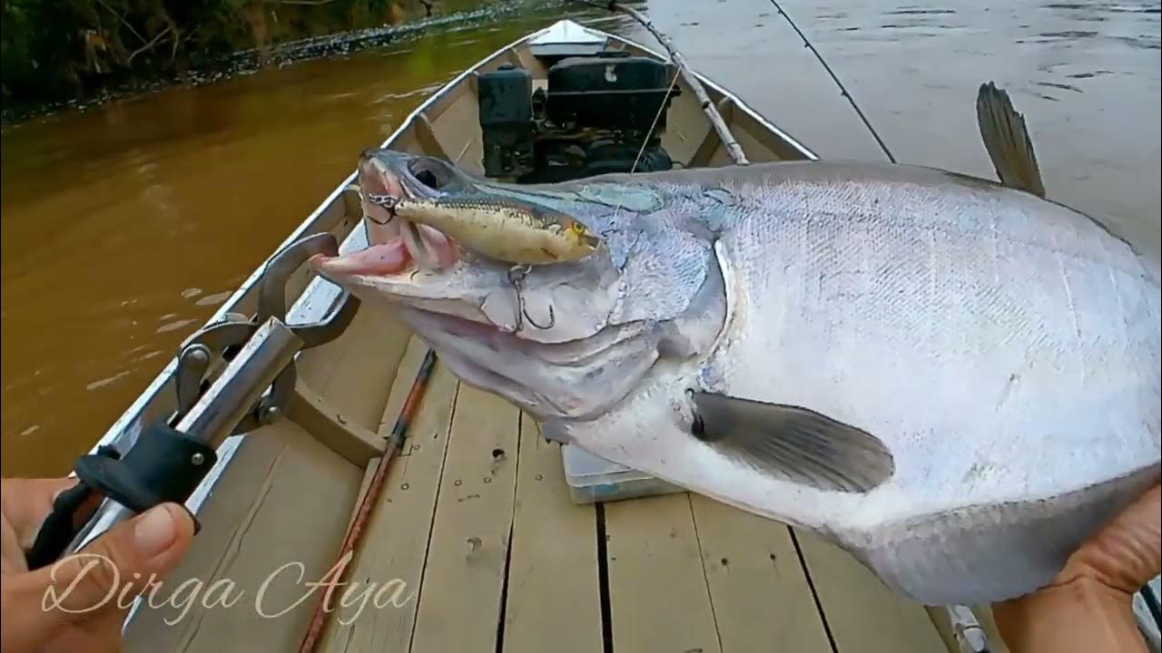 Pecah Rekor !!! Mancing Ikan Besar Yang Paling Dicari - YouTube