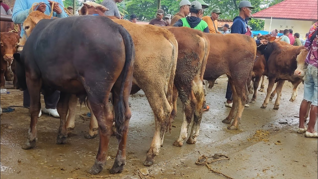 HARI INI‼️ Harga Sapi Bakalan Super Spek Harga 8-10 Juta Dipasar Sapi ...