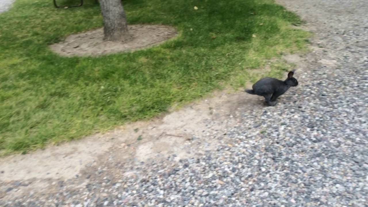 Bunny rabbits hopping - YouTube