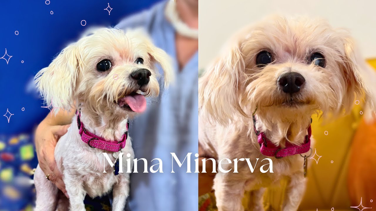 Mina Minerva, She’s ready to join a cozy home! 🏡 - YouTube
