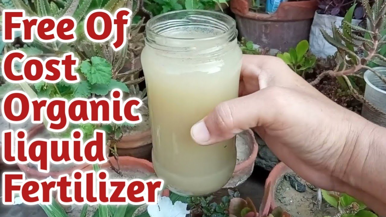 Potassium Rich Organic Fertilizer For All Plants||Free Of Cost Organic ...